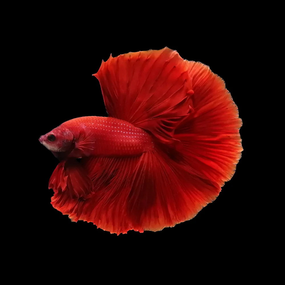 Betta Fish-Fighter fish - The Zoo Pet Shop